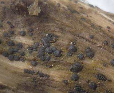 Schwarzer Kernpilz, Schwarzbraune Kohlenbeere = MELANCONIS MODONIA (SYN ...