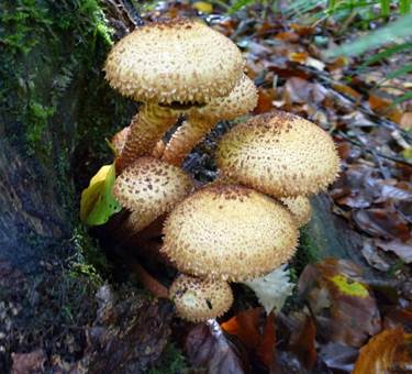 Sparriger Schüppling (PHOLIOTA SQUARROSA)