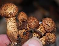 Sparriger Schüppling (PHOLIOTA SQUARROSA)
