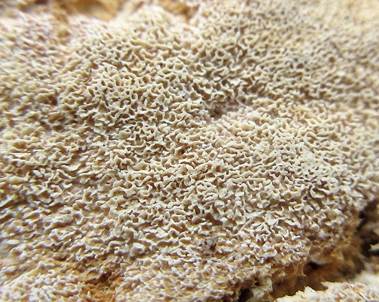 Veränderlicher Spaltporling = XYLODON PARADOXUS (SYN. SCHIZOPORA ...