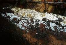 Veränderlicher Spaltporling = XYLODON PARADOXUS (SYN. SCHIZOPORA ...