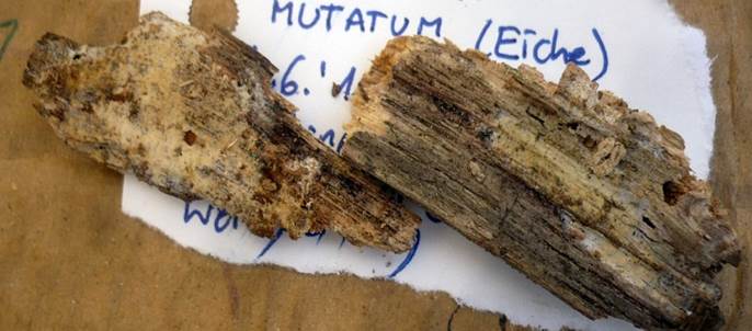 Veränderlicher Rindenpilz (MUTATODERMA MUTATUM)