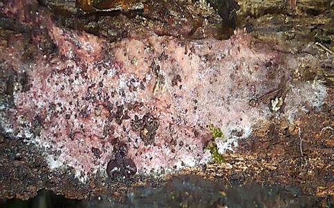 Violetter Wurzeltöter, Violette Schneckenbasidie, Brebisson's ...