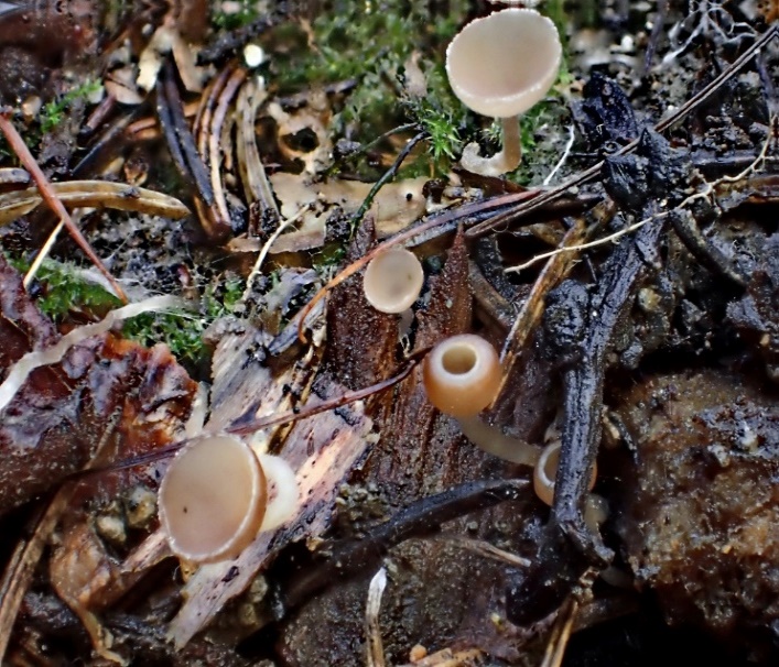 Weidenkätzchen-Becherling = CIBORIA CAUCUS (SYN. PEZIZA CAUCUS REBENT)