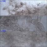 Weißer Adern-Dachpilz (PLUTEUS INQUILINUS)