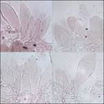 Weißer Adern-Dachpilz (PLUTEUS INQUILINUS)