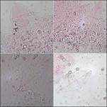 Weißer Adern-Dachpilz (PLUTEUS INQUILINUS)