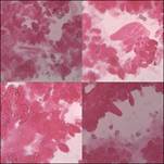 Weißer Adern-Dachpilz (PLUTEUS INQUILINUS)