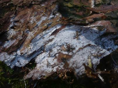 Weißer Hautrindenpilz = PILODERMA BYSSINUM (SYN. ATHELIA BYSSINA ...