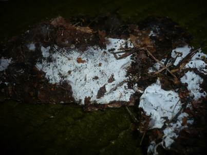 Weißer Hautrindenpilz = PILODERMA BYSSINUM (SYN. ATHELIA BYSSINA ...