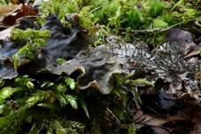 Wolfszahnflechte (PELTIGERA POLYDACTYLON SYN. LICHEN POLYDACTYLUS)